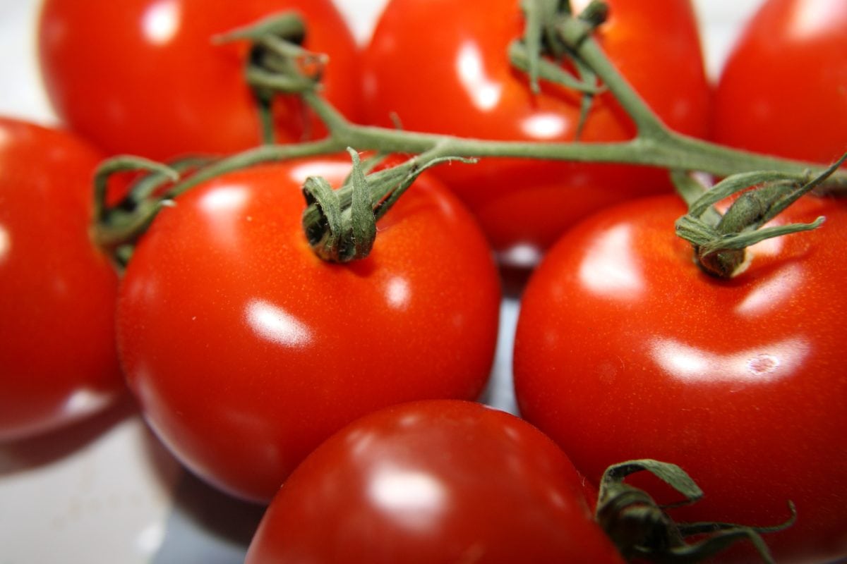A second attempt at domesticating the tomato - Linguaielts